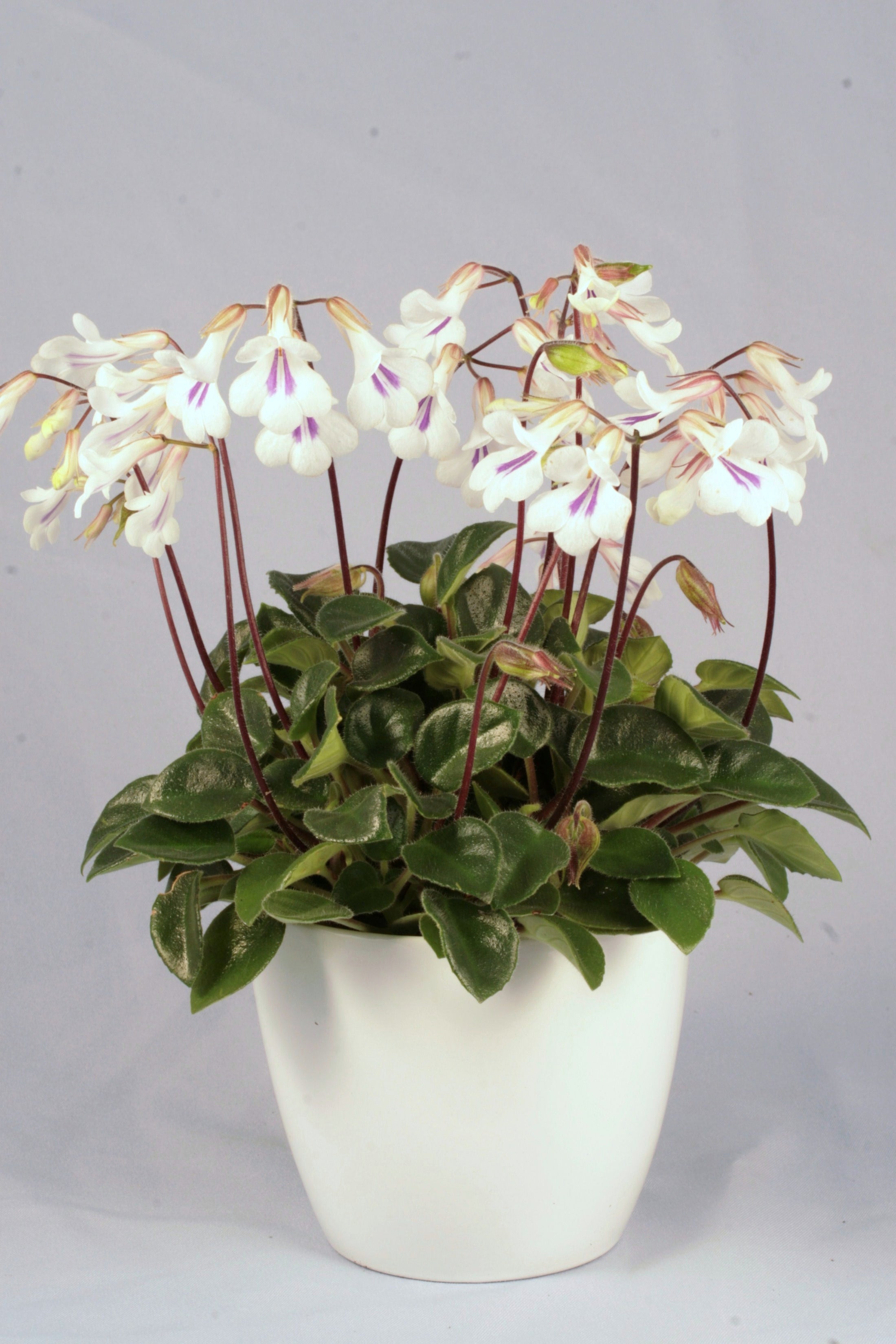 Deinostigma [Primulina] tamiana – Dibleys