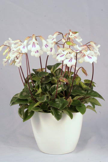 Primulina (Chiritas) – Dibleys