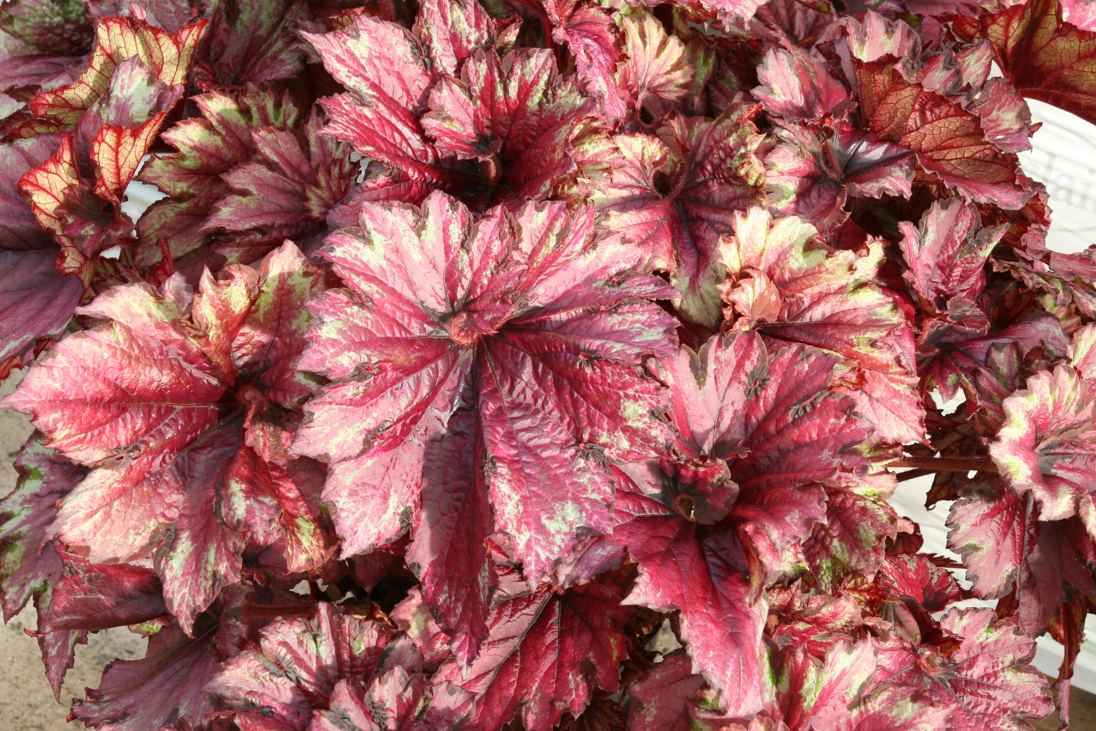 Begonia Raspberry Swirl – Dibleys