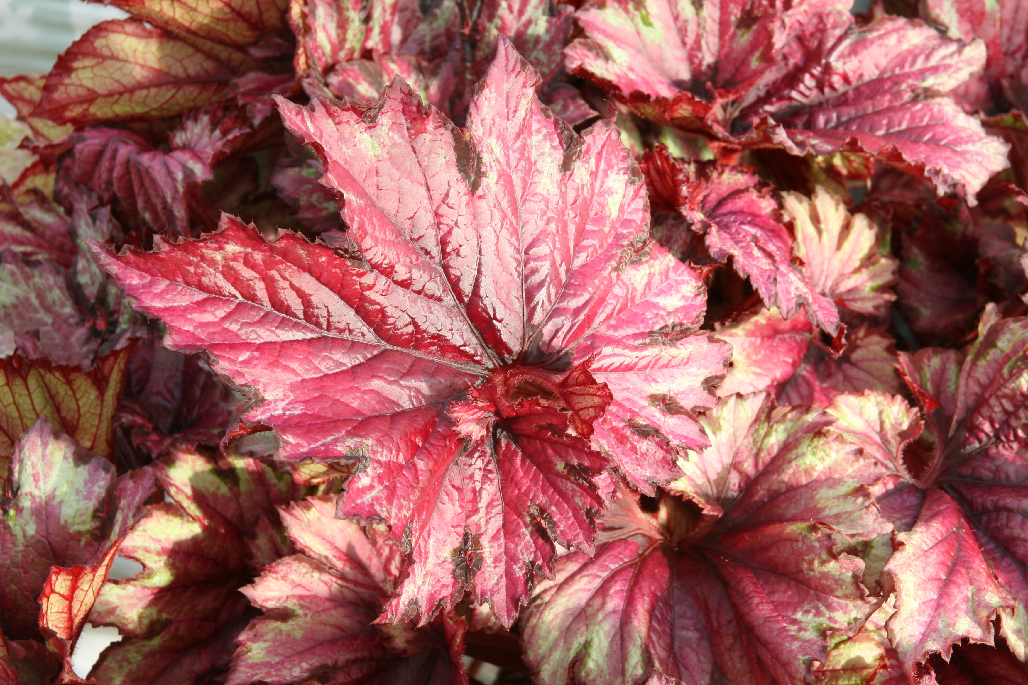 Begonia Raspberry Swirl – Dibleys