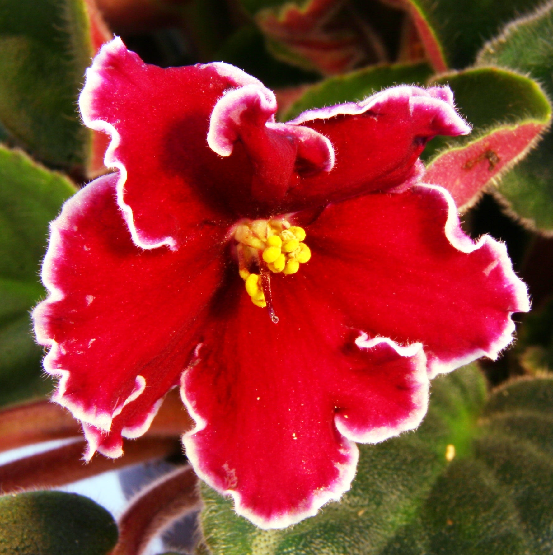 Saintpaulia Red Lantern – Dibleys
