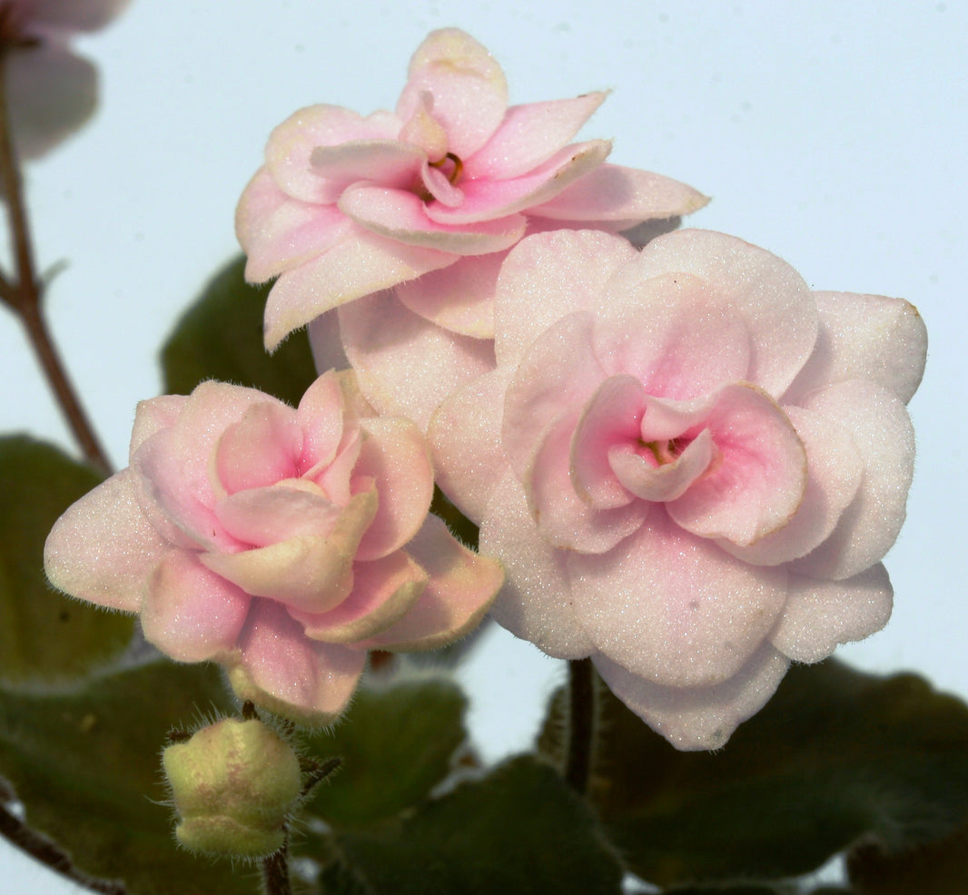 Saintpaulia Plug Plants – Dibleys