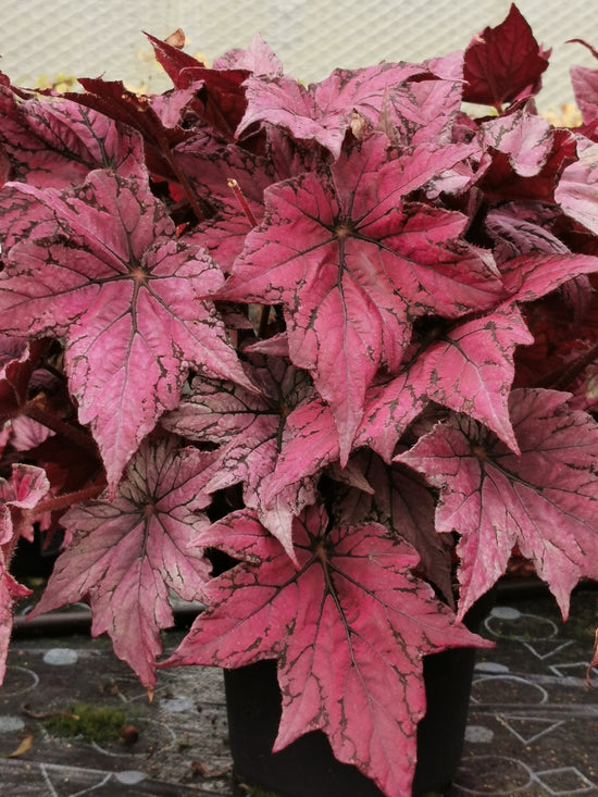 Begonia Ruby Celebration – Dibleys