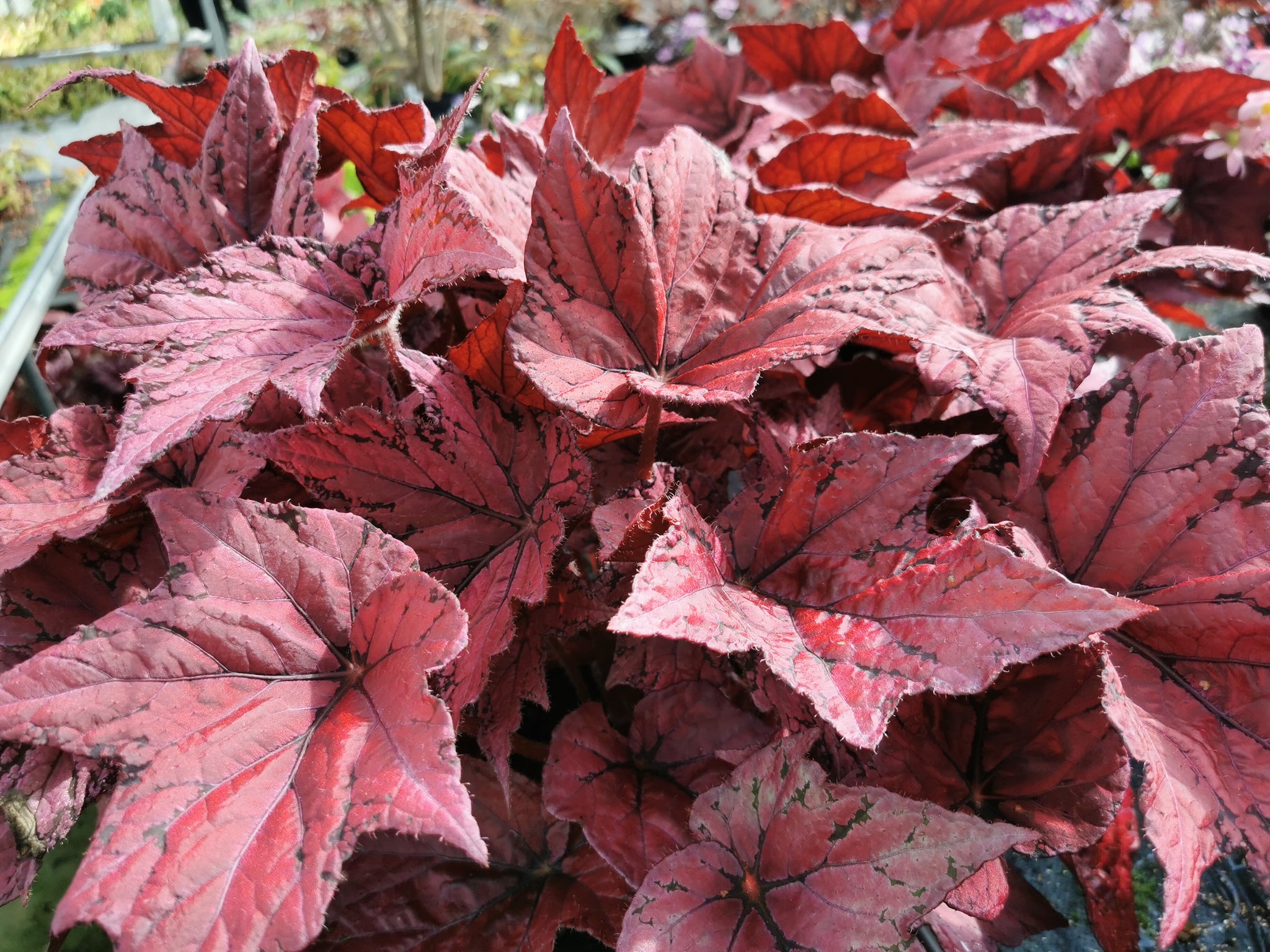 Begonia Ruby Celebration – Dibleys