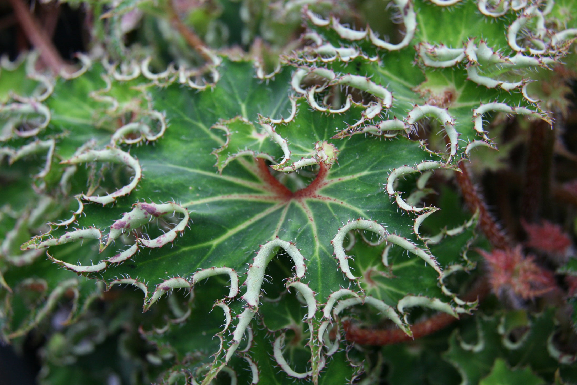 Begonia Sea Urchin – Dibleys