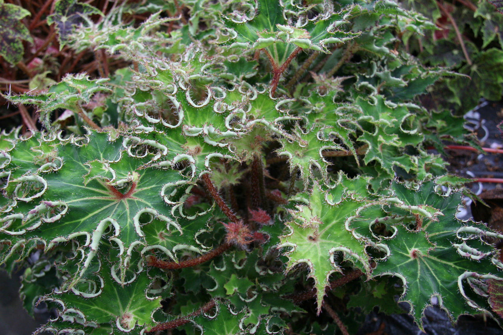 Begonia Sea Urchin – Dibleys
