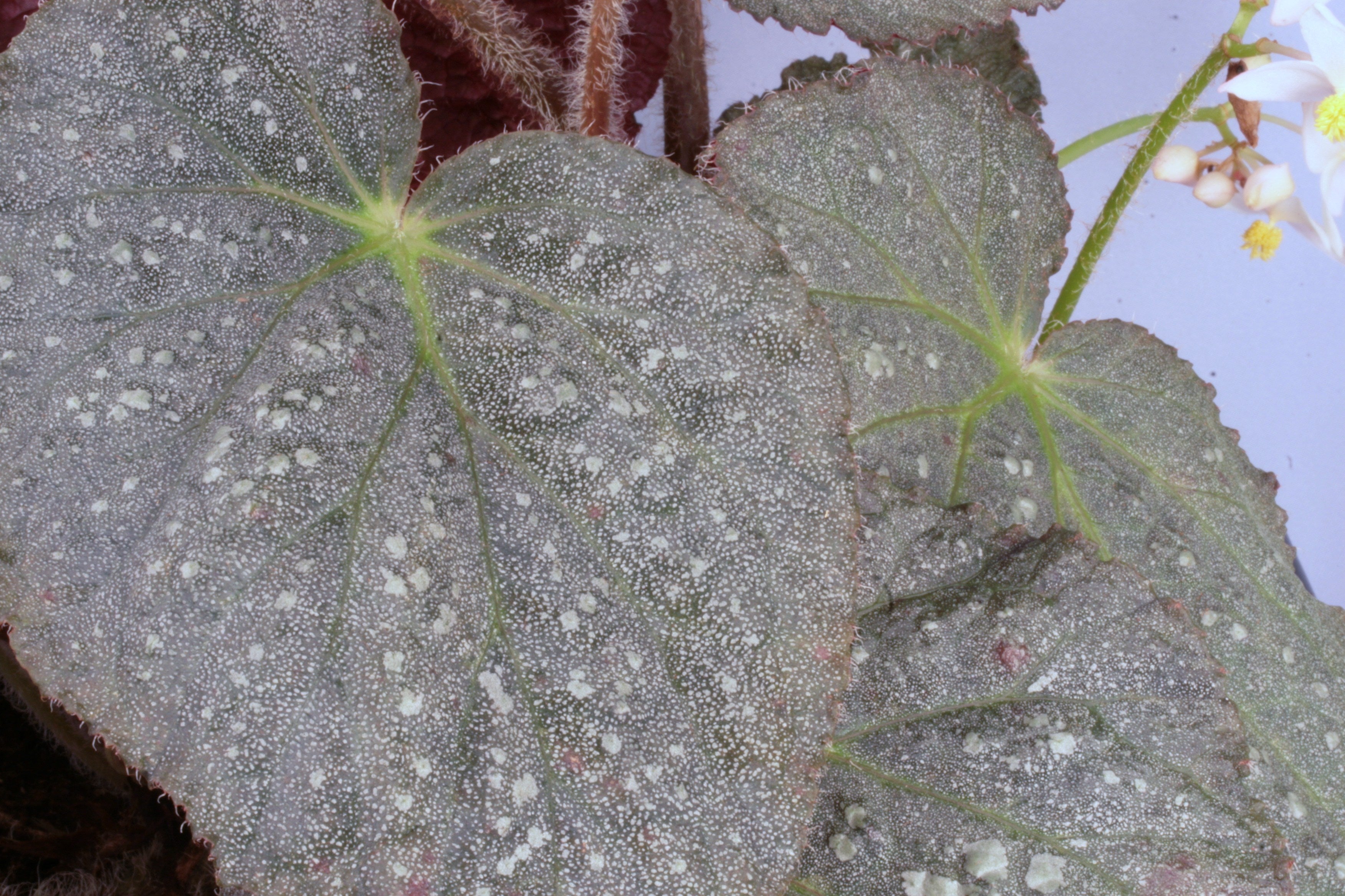 Begonia Plug Plants – Page 7 – Dibleys