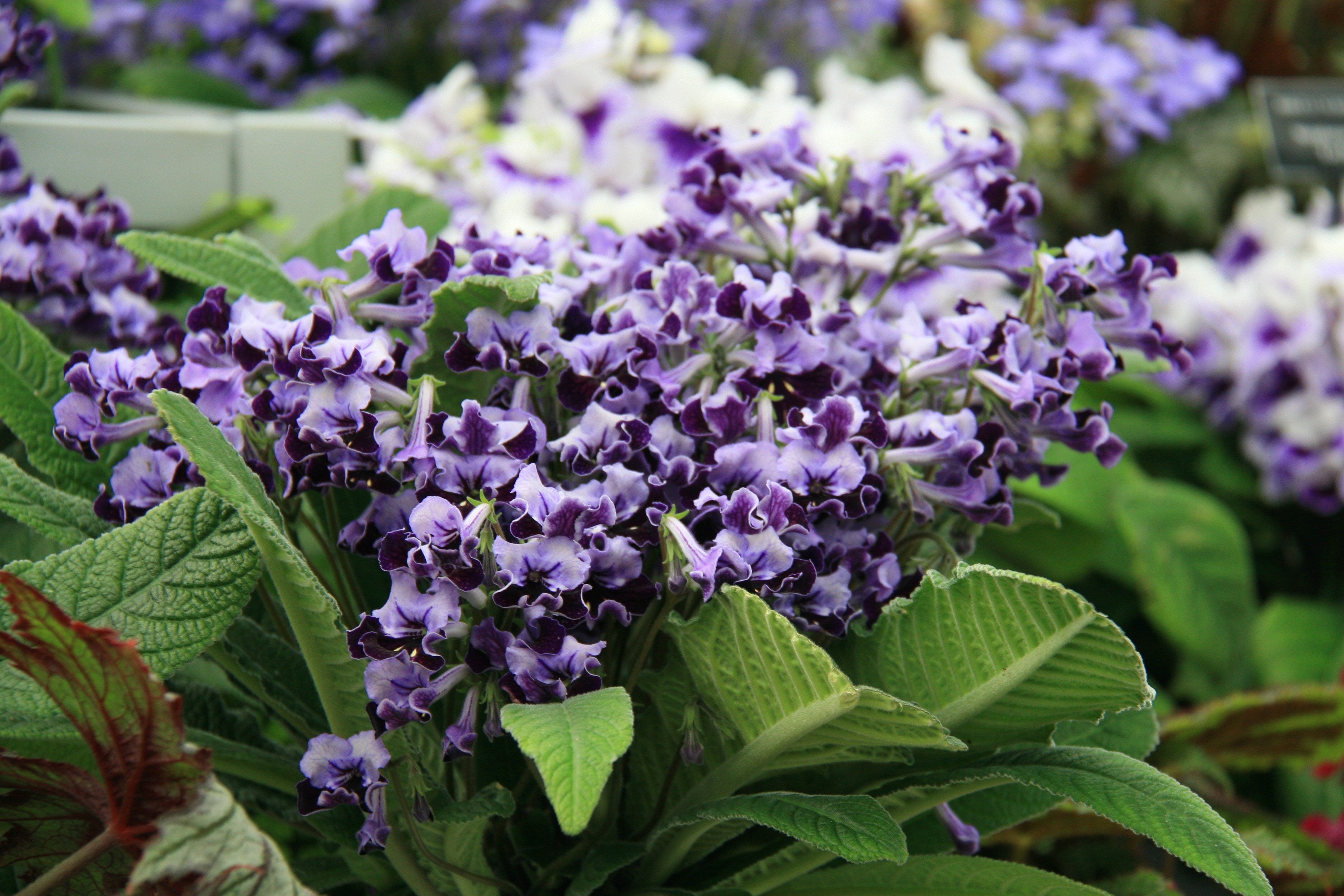Streptocarpus Plug Plants – Page 12 – Dibleys