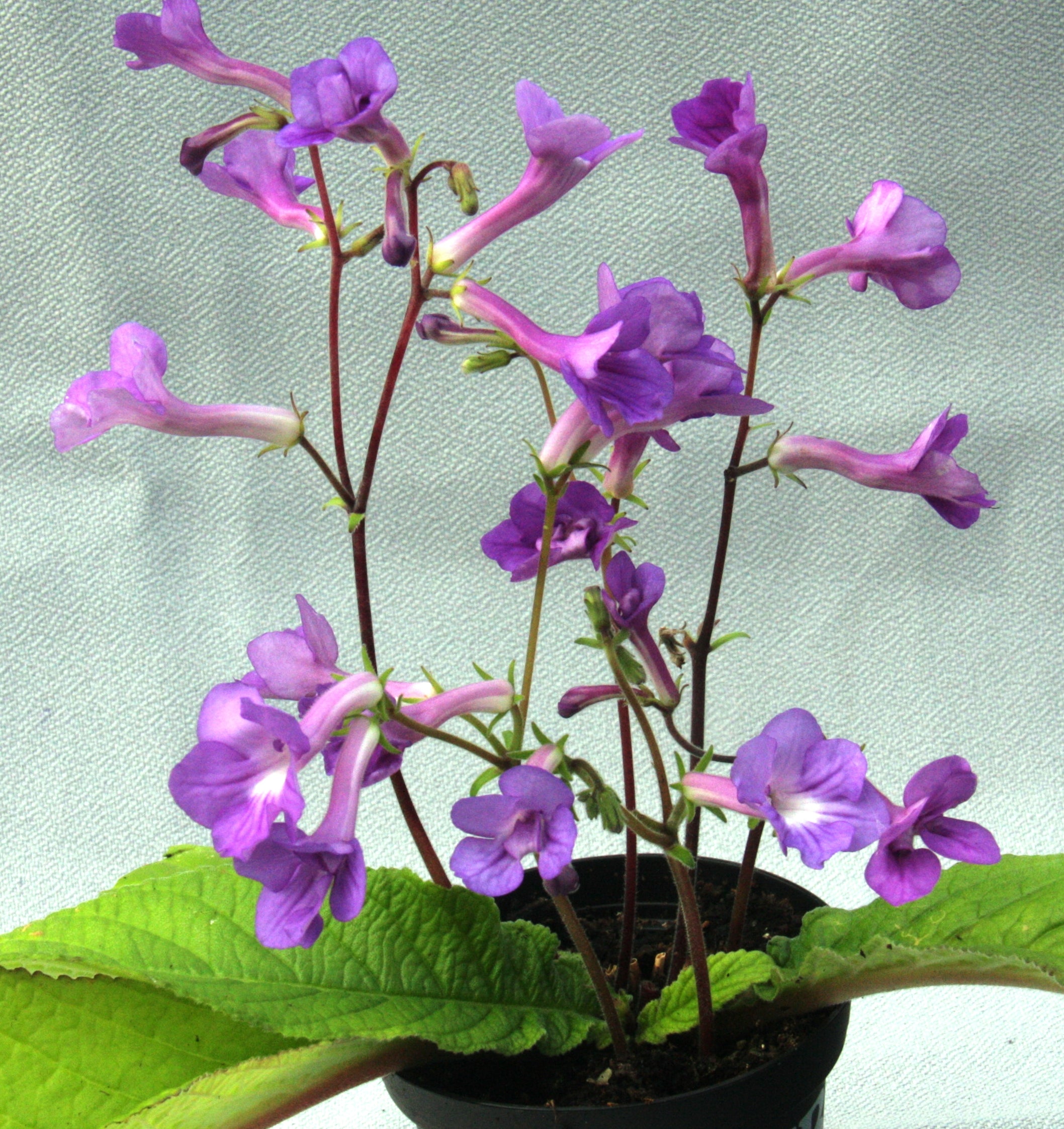 Streptocarpus Plug Plants – Page 13 – Dibleys