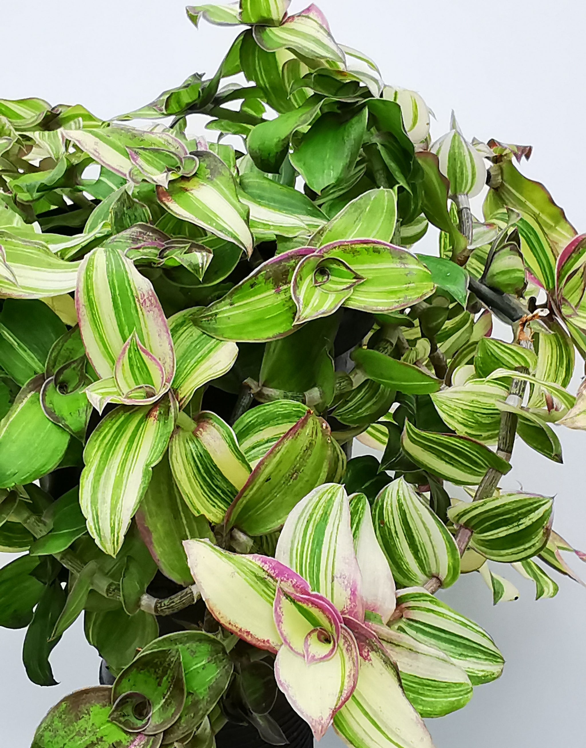 Callisia soconuscensis variegata – Dibleys