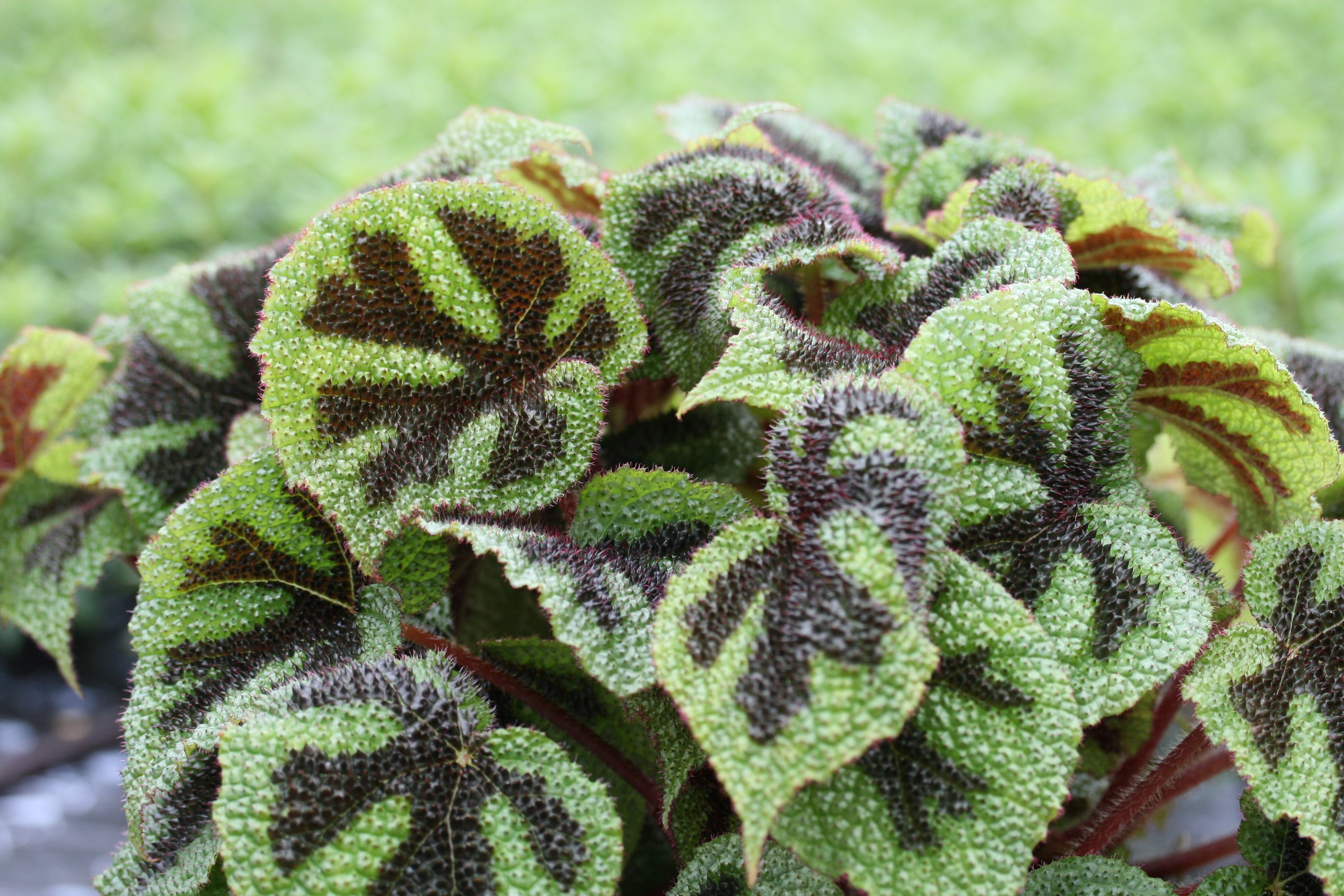 Begonia Plug Plants – Page 4 – Dibleys