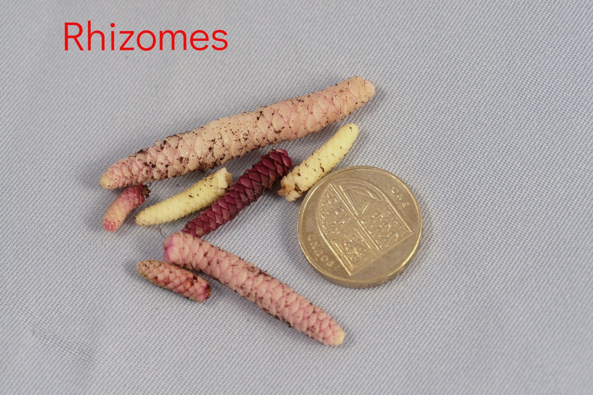 A Collection of Achimenes - Rhizomes – Dibleys